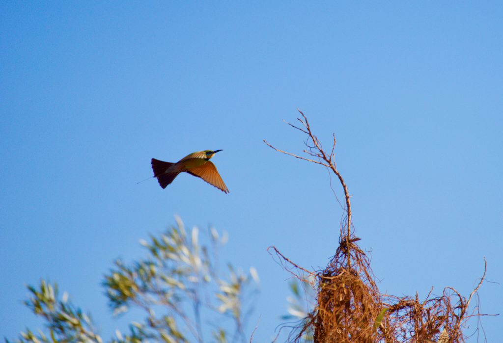 Experience – Jamie Crain GAICD CPA ACMA MBA